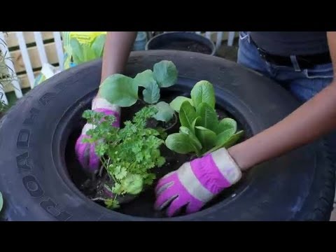 How to Plant an Urban Garden : Vegetable Gardening