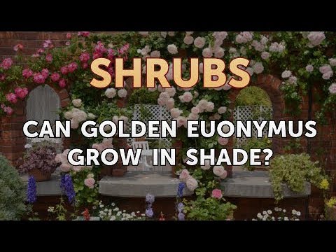 Can Golden Euonymus Grow in Shade?