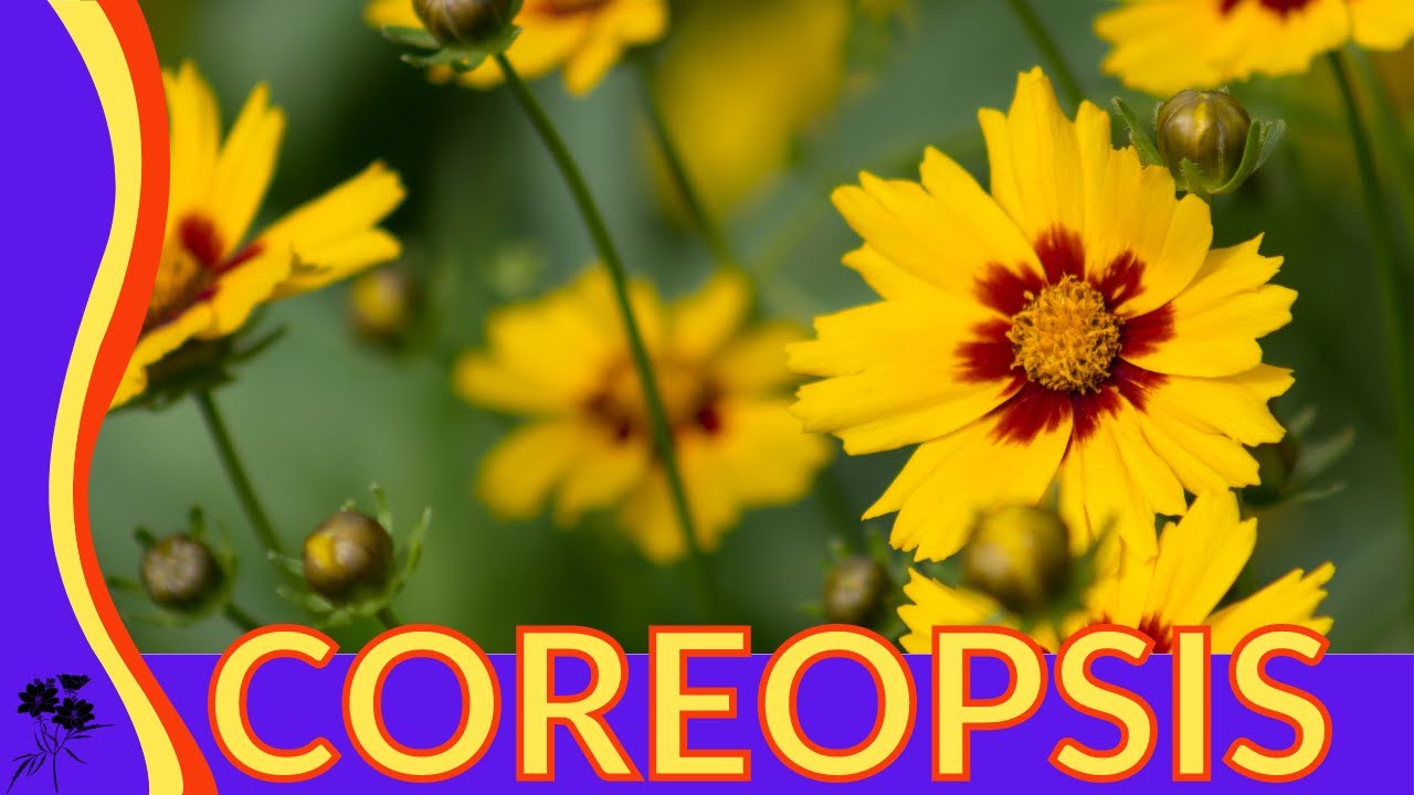 Everything You Wanted to Know About Coreopsis!