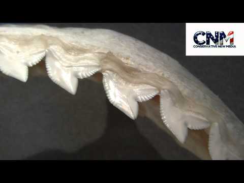 Tiger Shark Jaws and Teeth up Close in 1080P High Definition (HD)