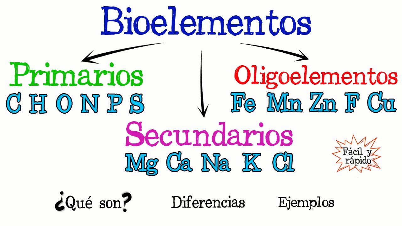 💫Primary, Secondary, and Trace Bioelements💫 [Easy and Fast] | CHEMISTRY | | BIOLOGY |