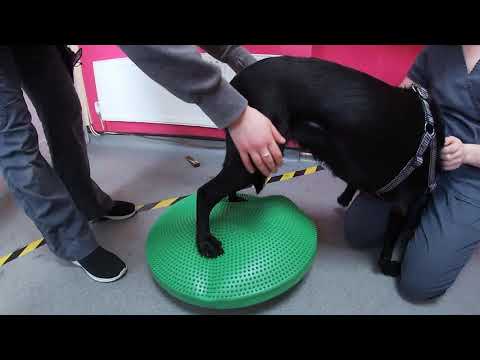 Physio Balance Technique Bright Side Vets