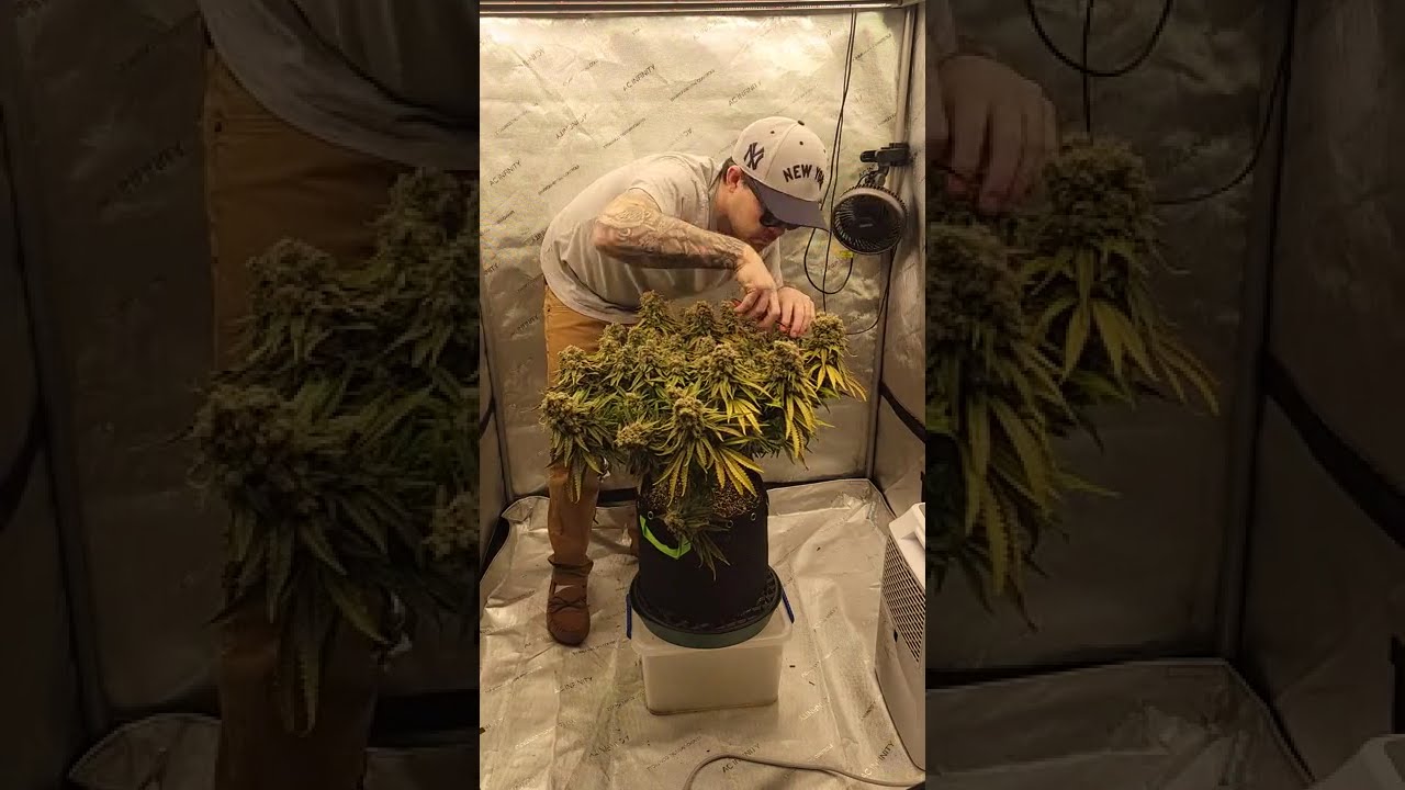 🍬 Black Sugar by @SeedsmanSeeds  #cannabiscontent #cannabisdaily #homegrown #growerscommunity