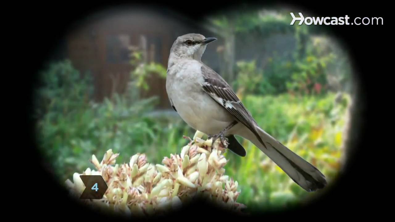 How to Identify Birds: The Mockingbird