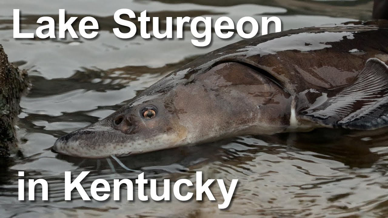 Lake Sturgeon History and Handling