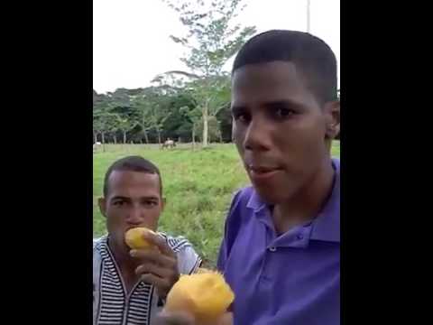 Wellington Quiw – VideosBellos