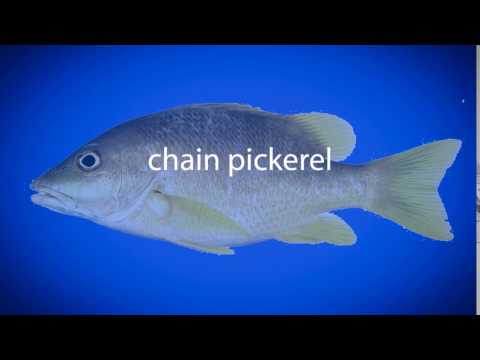 How to pronounce chain pickerel