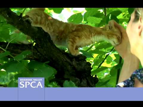 RVSPCA Public Service Announcement