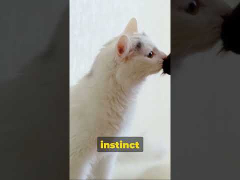 πΎ Do cats know when they are dying? Can they sense the end?