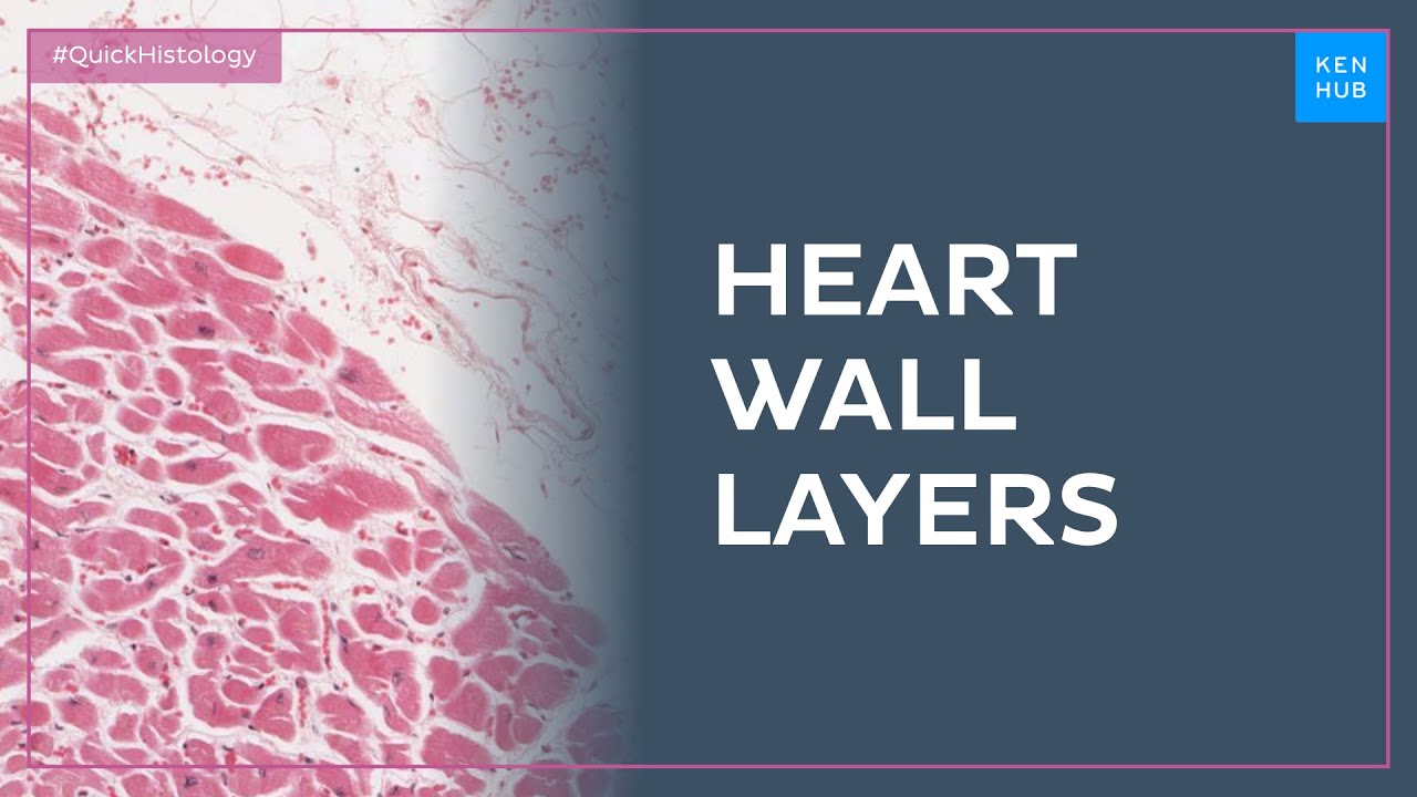 Histology of heart wall layers - Quick Histology