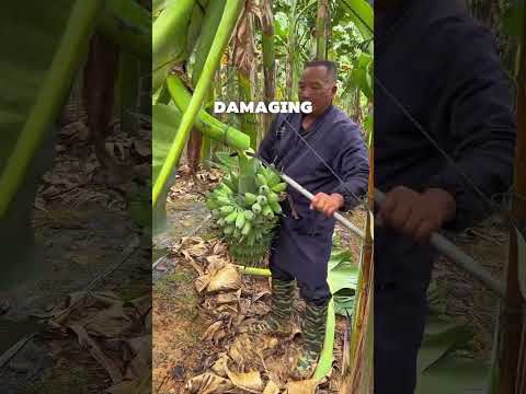 How Bananas Are Really Harvested!#shorts