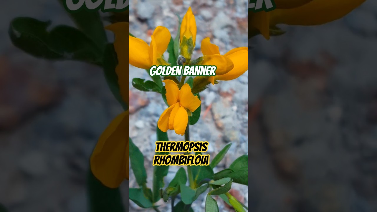 Golden Banner ~Nice~ (Thermopsis rhombifolia) #botanizing #botany #wildflowers #colorado #wildflower