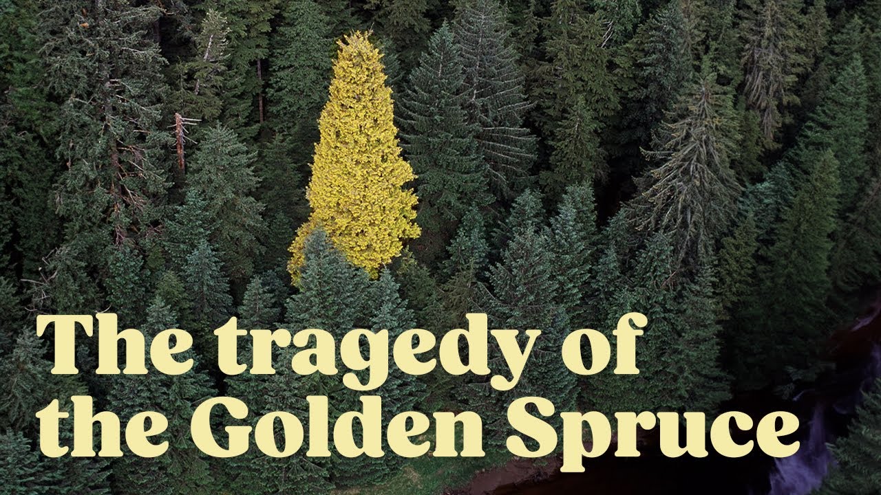 What Happened to the Golden Spruce?
