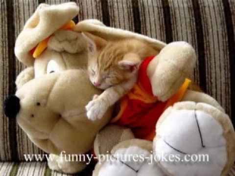 Funny cat pictures - funny cats 18 - http://www.funny-pictures-jokes.com/cats