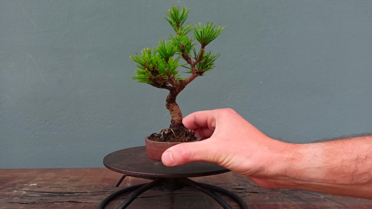 Bonsai Pinheiro Negro 4 Anos