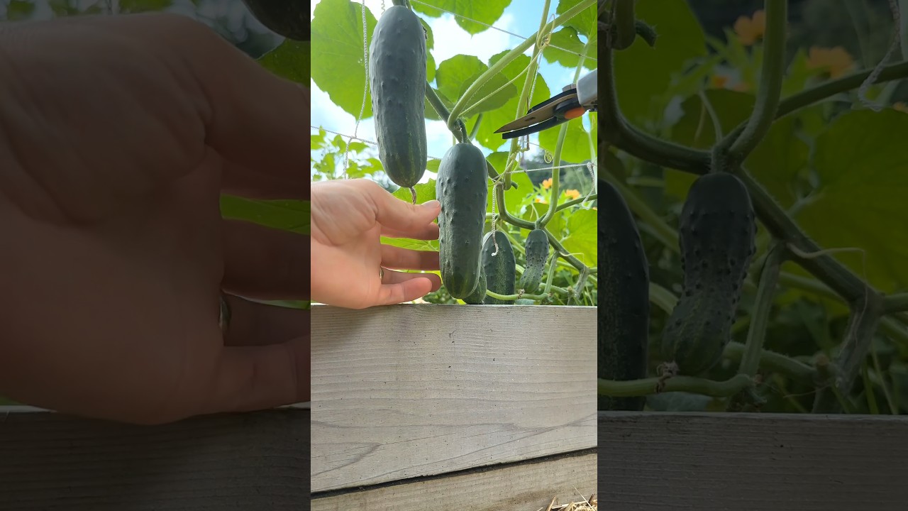 The EASIEST Way to Grow Cucumbers