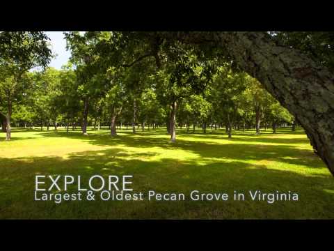 Richard Bland College Pecan Tree Grove