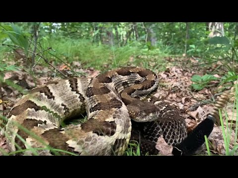 The Timber Rattlesnake: An American Symbol