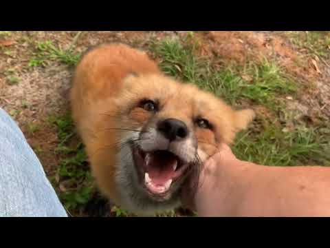 FTF Foxy Check in.