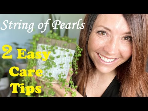 String of Pearls | BEST Propagation Technique EVER!