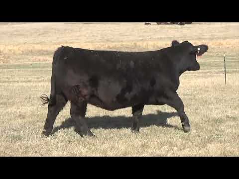 2024 Bred For Sucess Tag 318