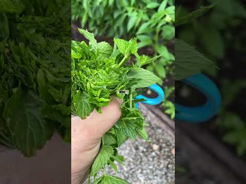 How to Deter Chipmunks