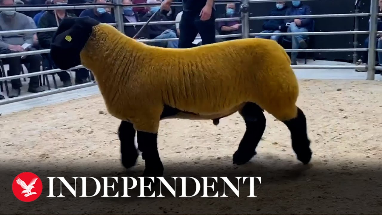 (VIDEO) Un berbec s-a vândut cu 44.000 de euro, a stabilit un nou ...