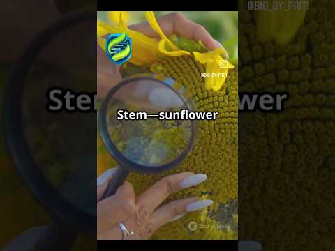 Monocot vs Dicot Stem made easy! Learn key differences in seconds. #NEET #Biology #Class11 #NCERT