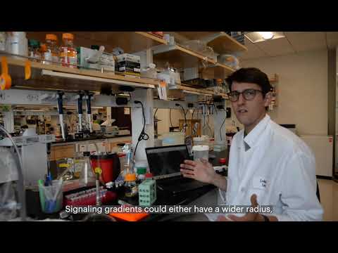 Morphogen gradients in a dish | Tool and Method Development at Whitehead Institute