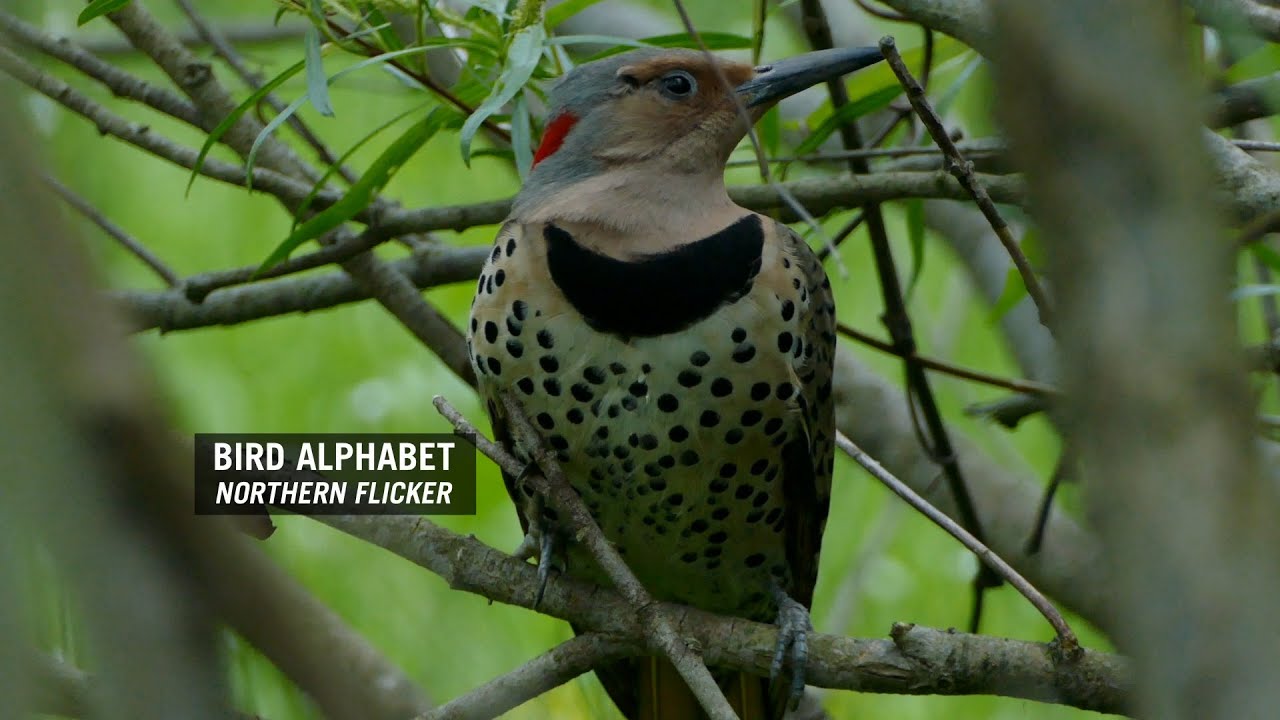 'N' is for Northern Flicker