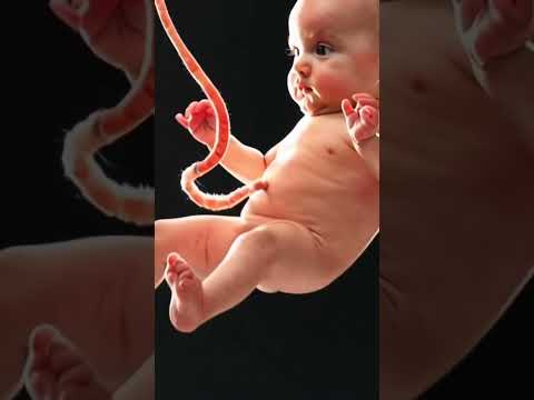 Inside the Womb: 37 Weeks of Development