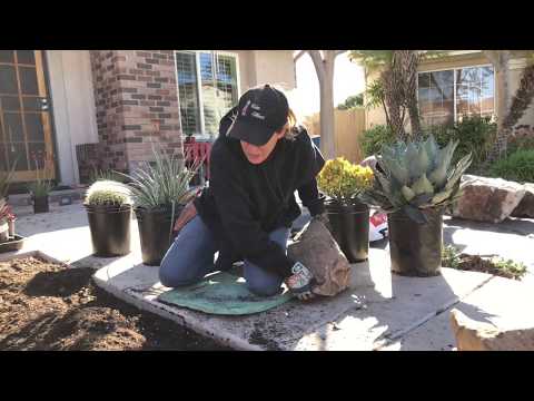 Step by Step Succulent Cutout and Day 5 in Scripps Ranch!