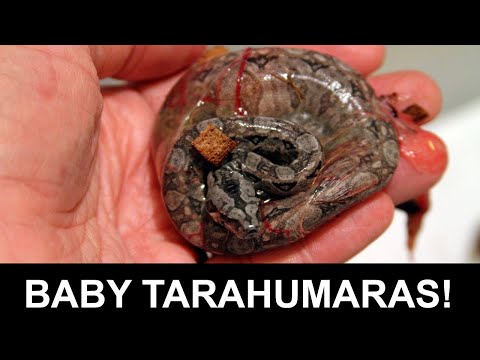 Newborn Tarahumara Mountain Dwarf Boa Constrictor Litter
