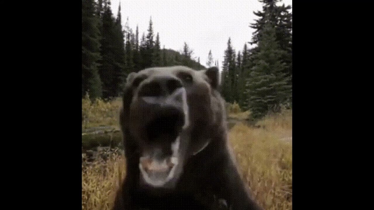 Bear Gif No Batidao