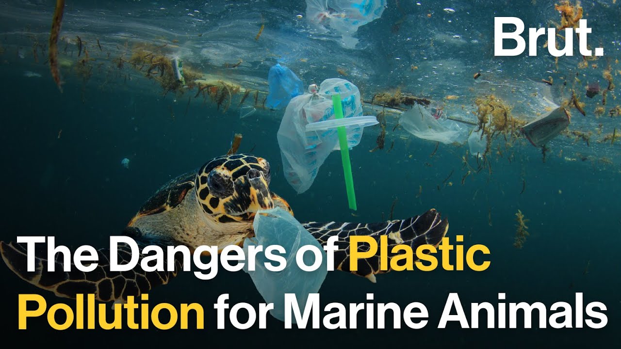 The Hidden Dangers of Plastics Pollution for Marine Animals