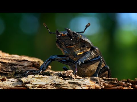 Lady stag beetle shows how to clean your antennae ~ Lucanus cervus