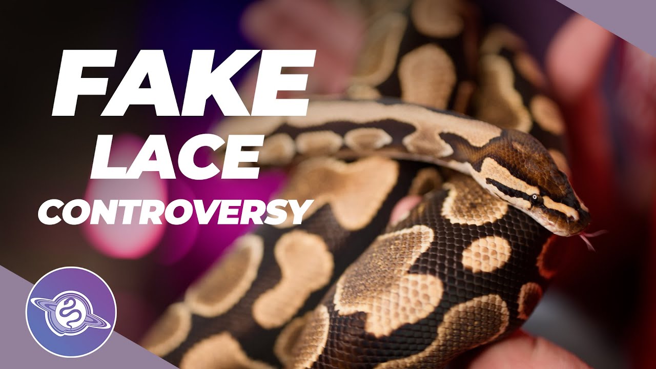 Fake LACE Ball Python Controversy | #ballpython #snake #reptiles