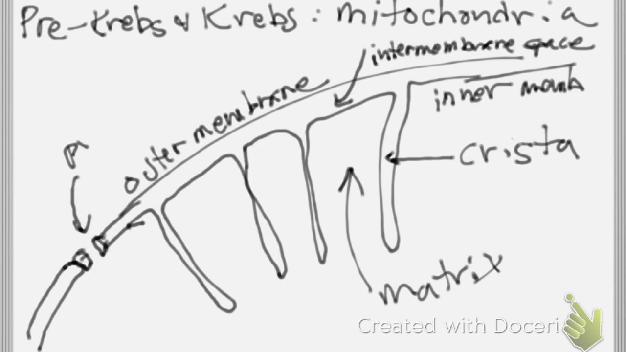 Aerobic Respiration Diagram