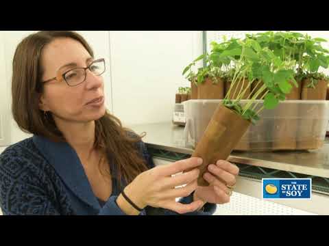 The pursuit of new uses for soybeans