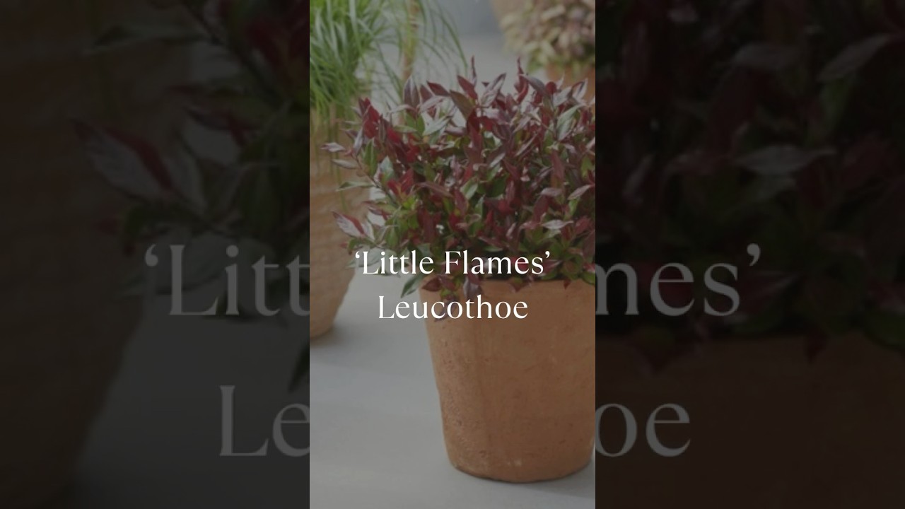 Leucothoe Little Flames: The Perfect Splash of Color for Shady Gardens!
