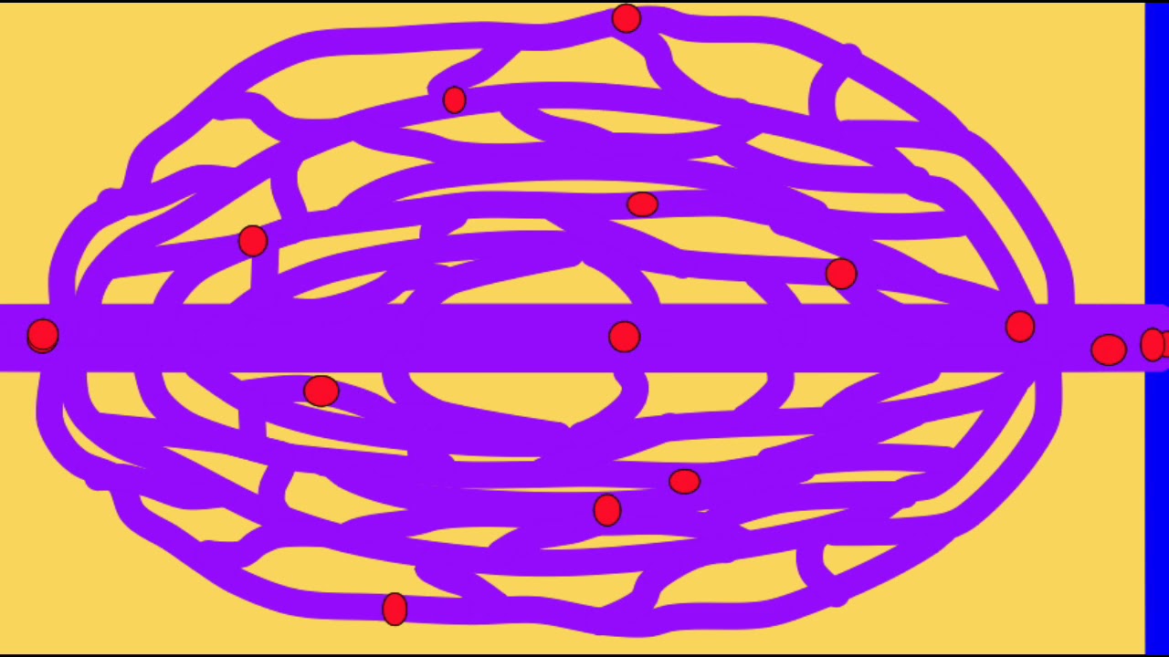 shark circulation to brain & back