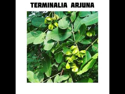 #Arjun Tree #Terminalia arjuna #nature #medicinal #myplantworld #flower #nature #medicinalplants