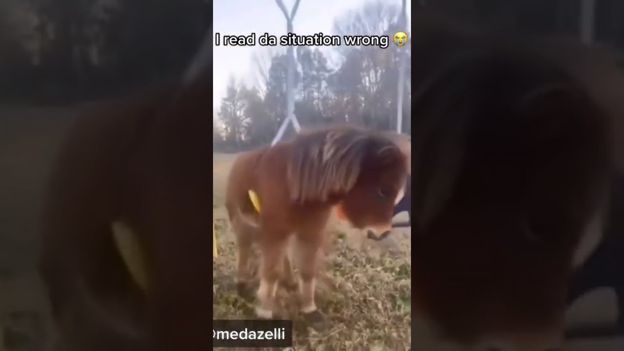 Bro was just horsing around 😂 #shorts #tiktok #funny
