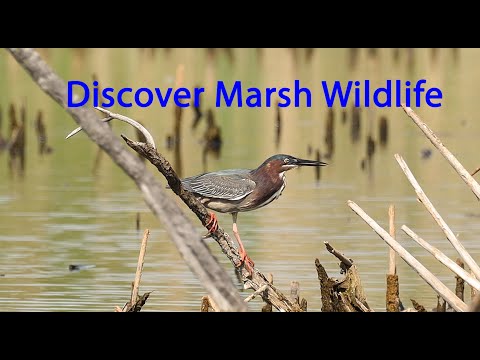 Discover Marsh Wildlife in Southwestern Ontario, Canada. Hear birdsong and see wildflowers