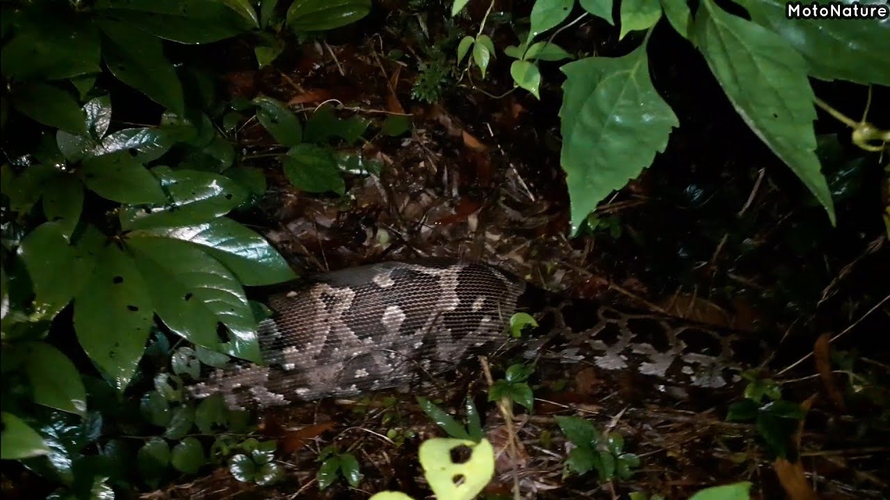 Python Swallowed Something Large | Indian Rock Python | Python Molurus