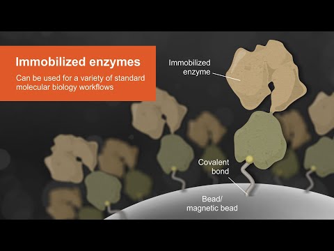 Learn about Immobilized T4 DNA Ligase