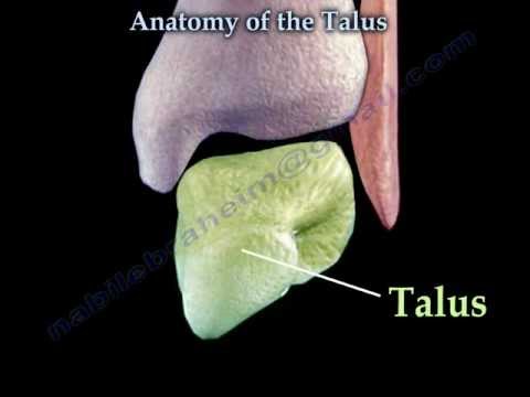 Anatomy Of The Talus - Everything You Need To Know - Dr. Nabil Ebraheim