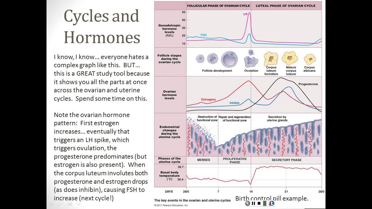 Reproductive System - Part 4