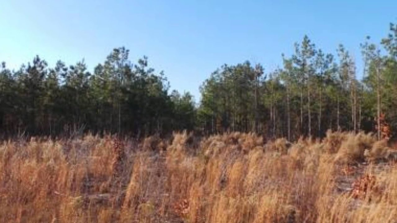 Dillon County A812