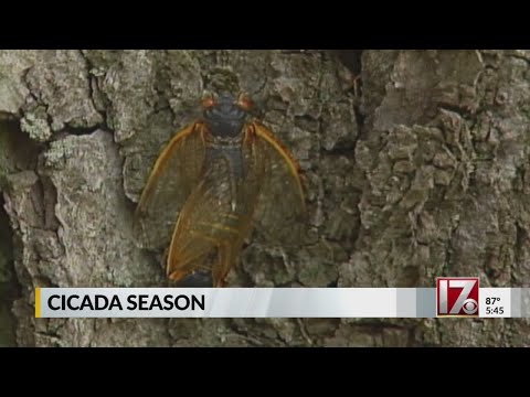 Noisy cicadas likely to continue for several more weeks in central NC